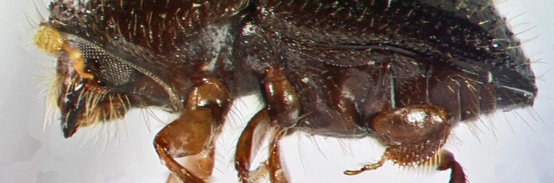 Fusarium dieback on California avocado trees | UC Agriculture and ...
