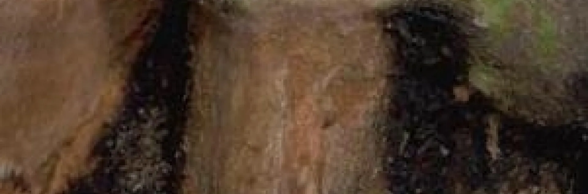 Dry Root Rot of Citrus Orchards | UC Agriculture and Natural Resources