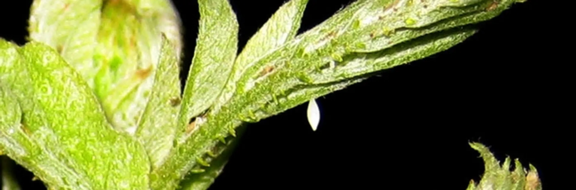 And Now, Your California State Insect... | UC Agriculture and Natural ...