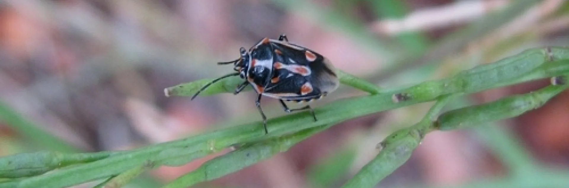 Bagrada bug is now in Santa Barbara County | UC Agriculture and Natural ...