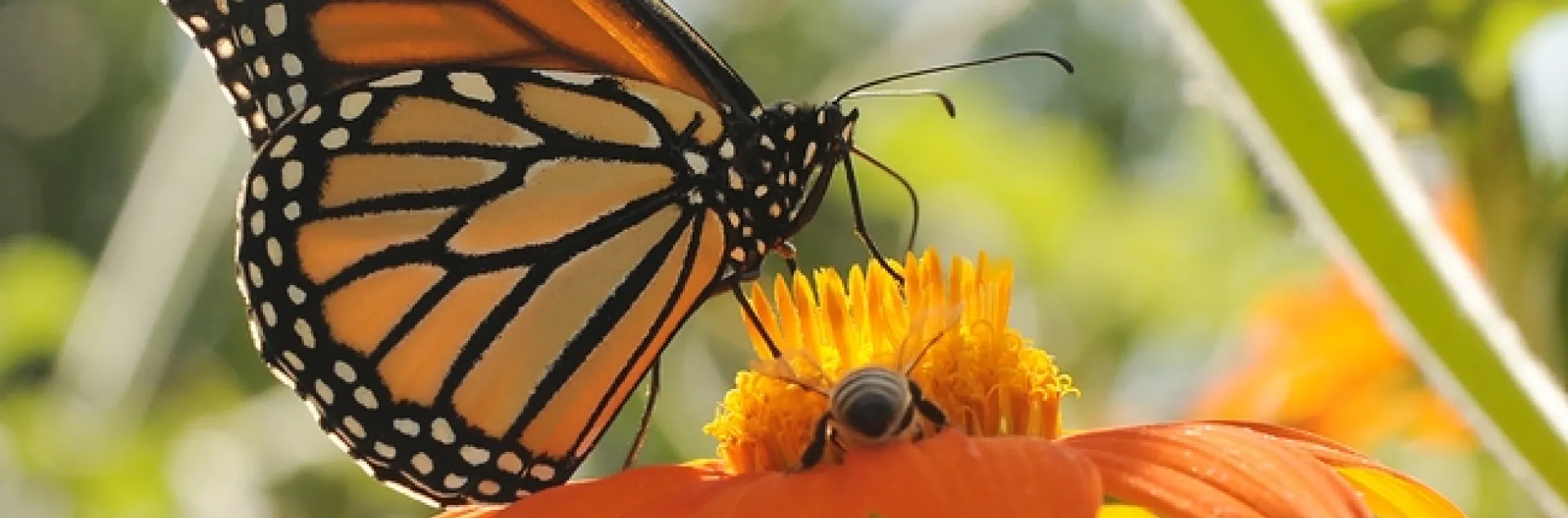 Monarch Migrations | UC Agriculture and Natural Resources