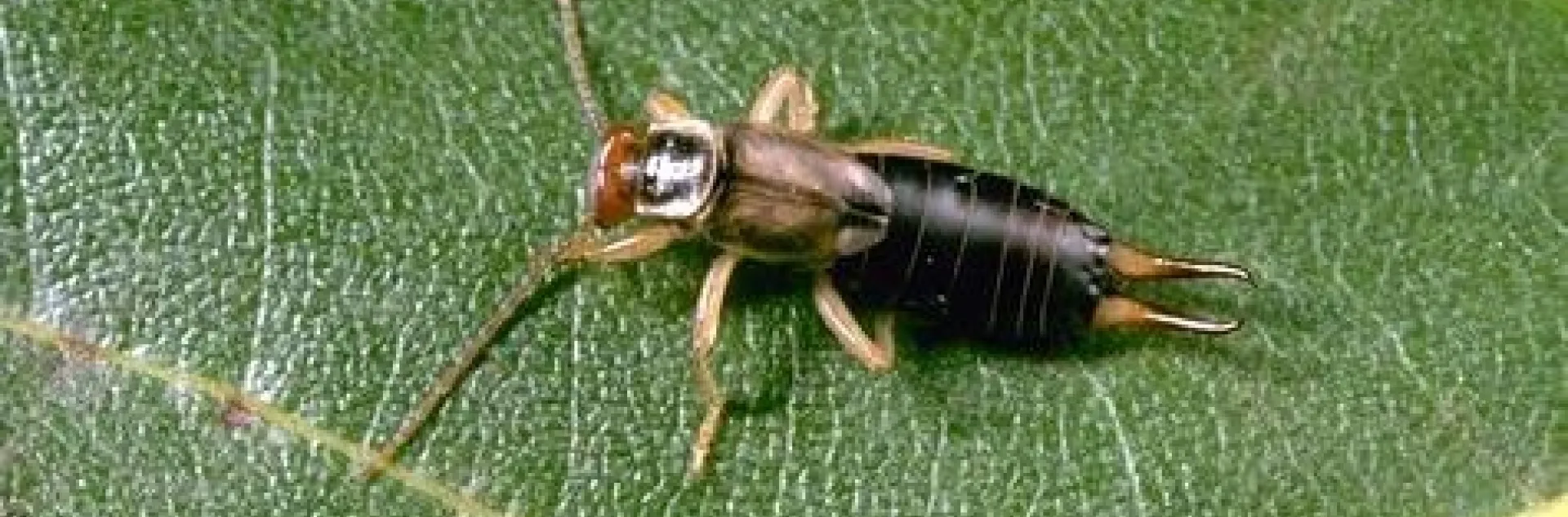 Earwigs Flying Under the Radar | UC Agriculture and Natural Resources