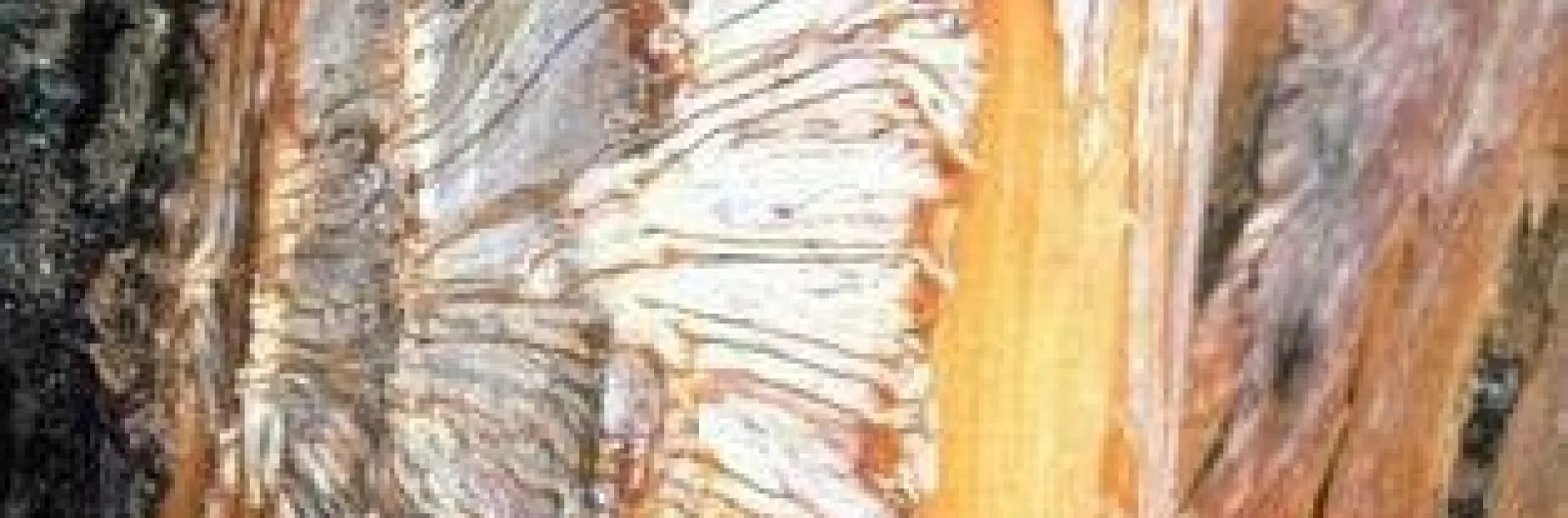 Armillaria or Oak Root Fungus | UC Agriculture and Natural Resources