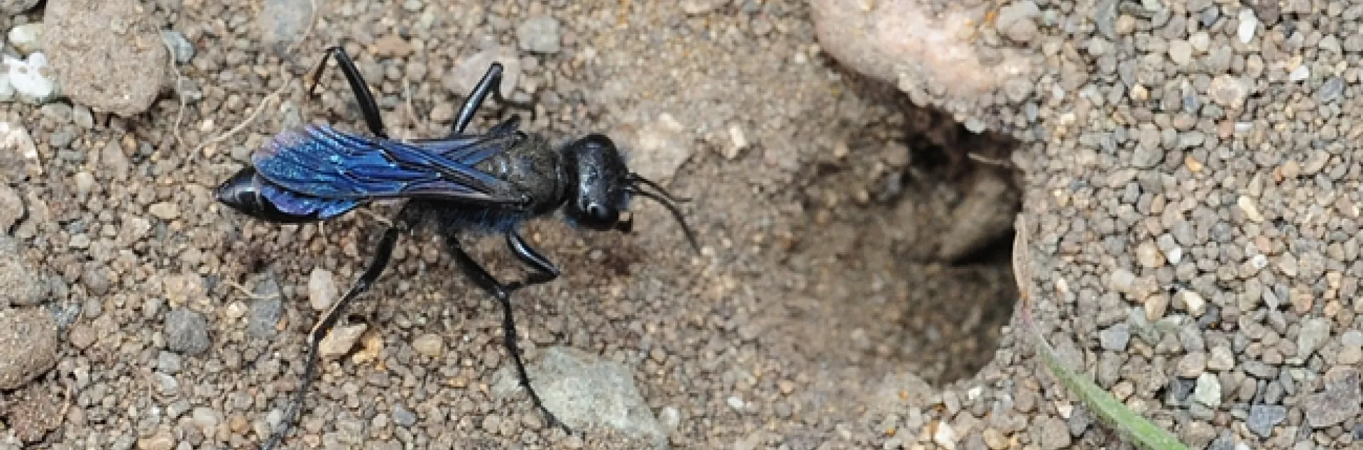 Blue Wasp at Bodega Bay | UC Agriculture and Natural Resources