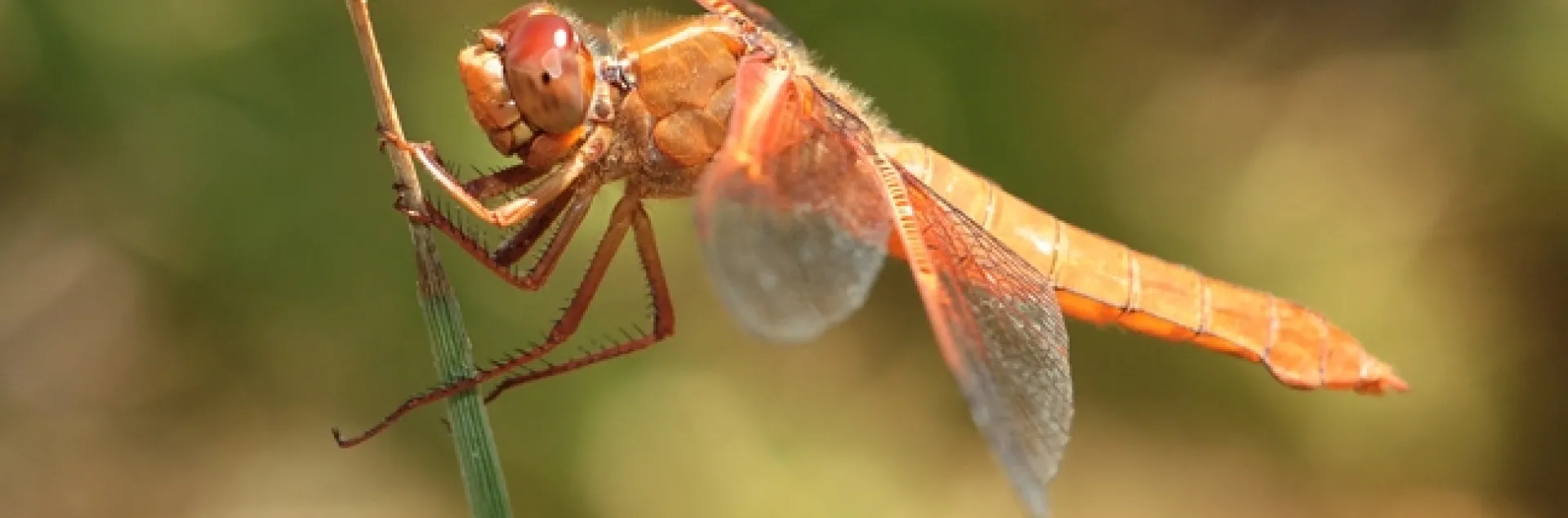 Up Close and Personal with a Female Flame Skimmer | UC Agriculture and ...
