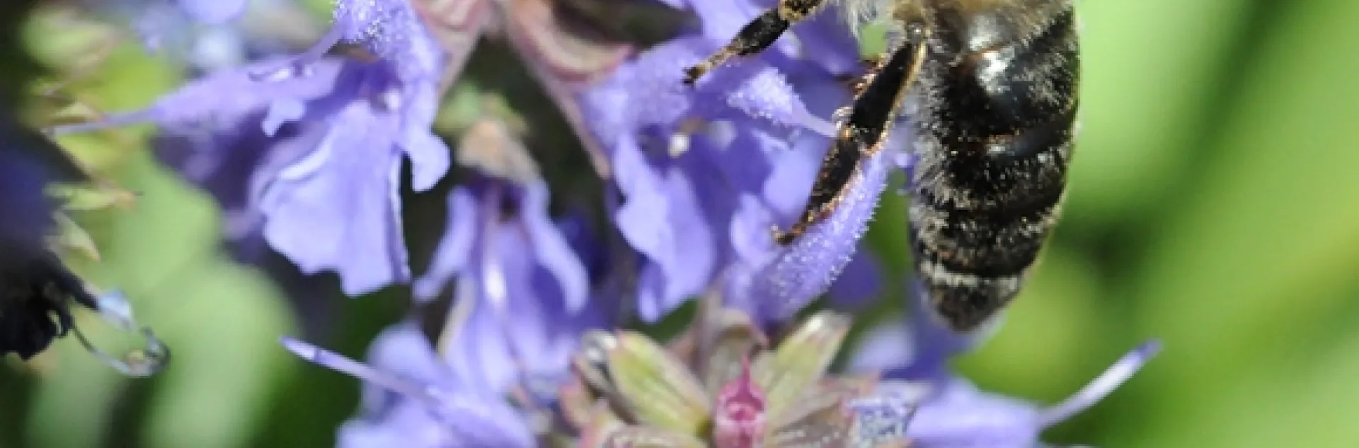 'Bees Age Faster When They Raise Offspring' | UC Agriculture and ...