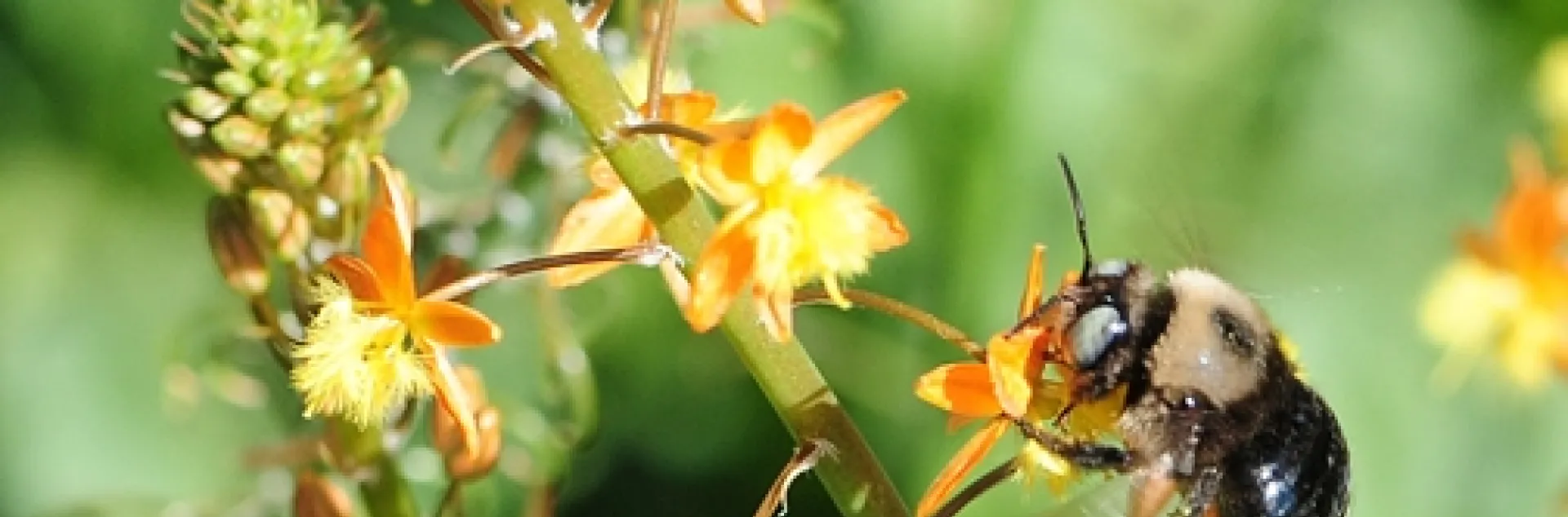 Big on the Bulbine | UC Agriculture and Natural Resources
