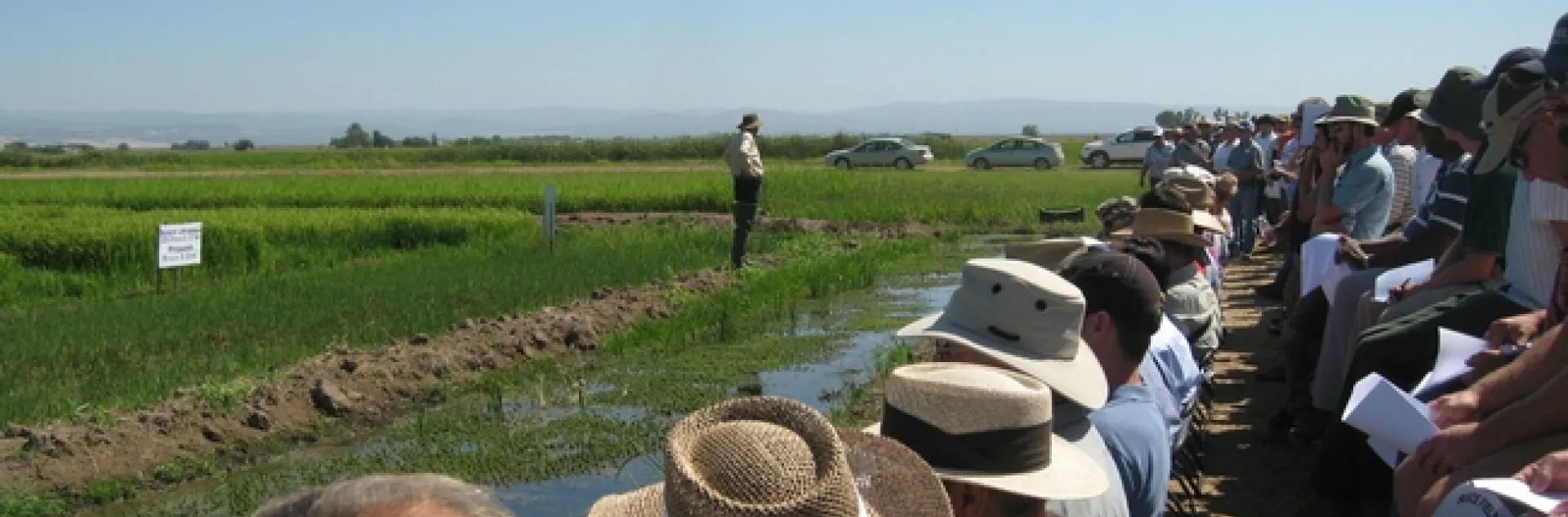 Rice Field Day 2013 | UC Agriculture and Natural Resources