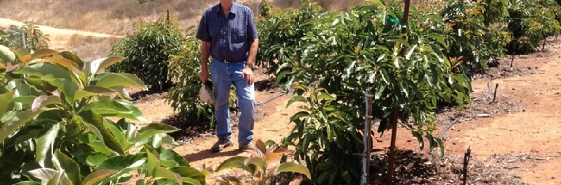 High Density Avocado Installation:Use a quick cost study to make a ...