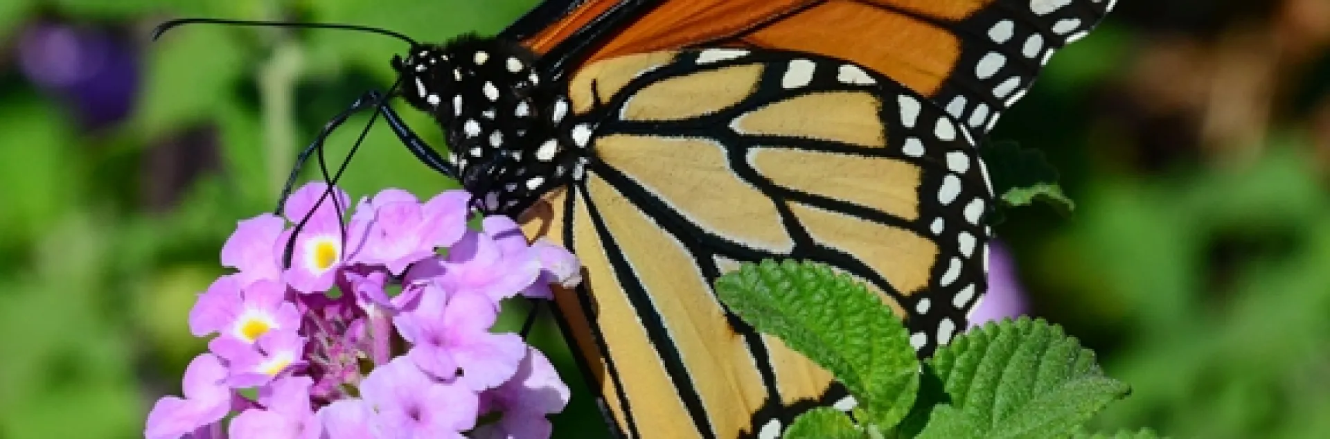 Mighty Monarchs Gone Missing | UC Agriculture and Natural Resources