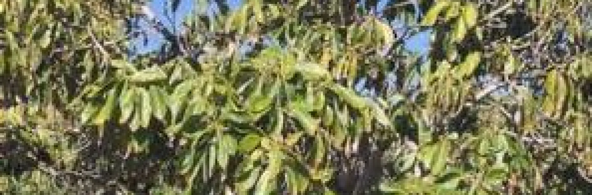 Signs of Avocado Root Rot | UC Agriculture and Natural Resources