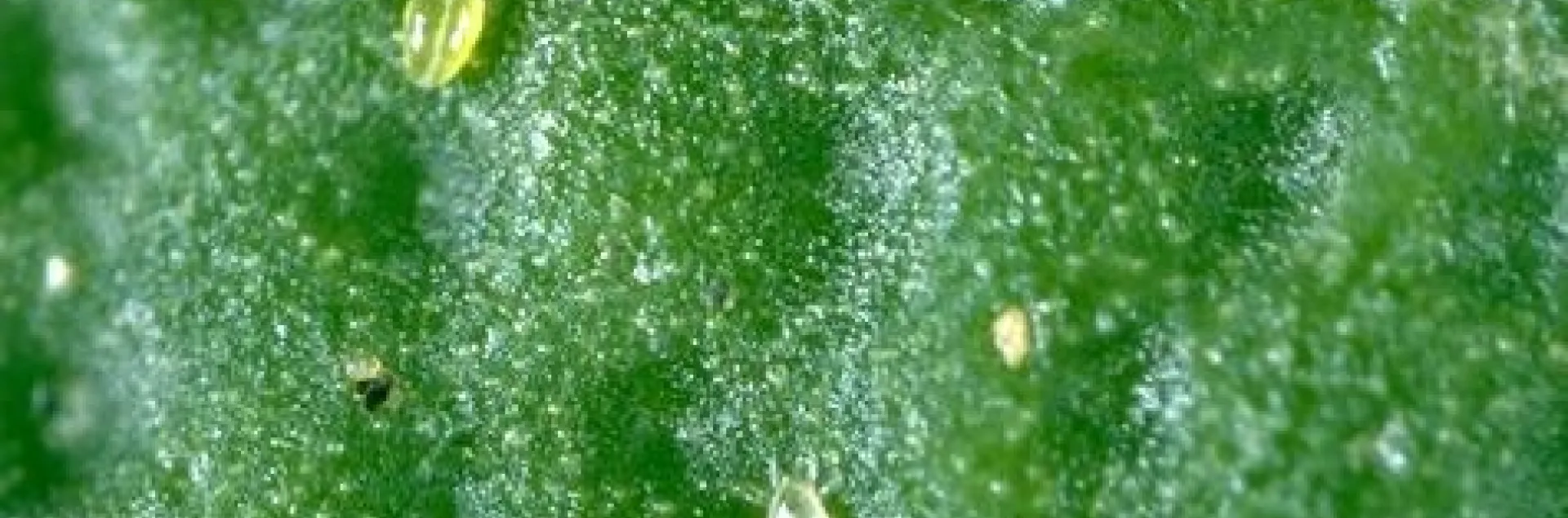 Predatory Mites Controlling Citrus Broad Mite | Topics in Subtropics