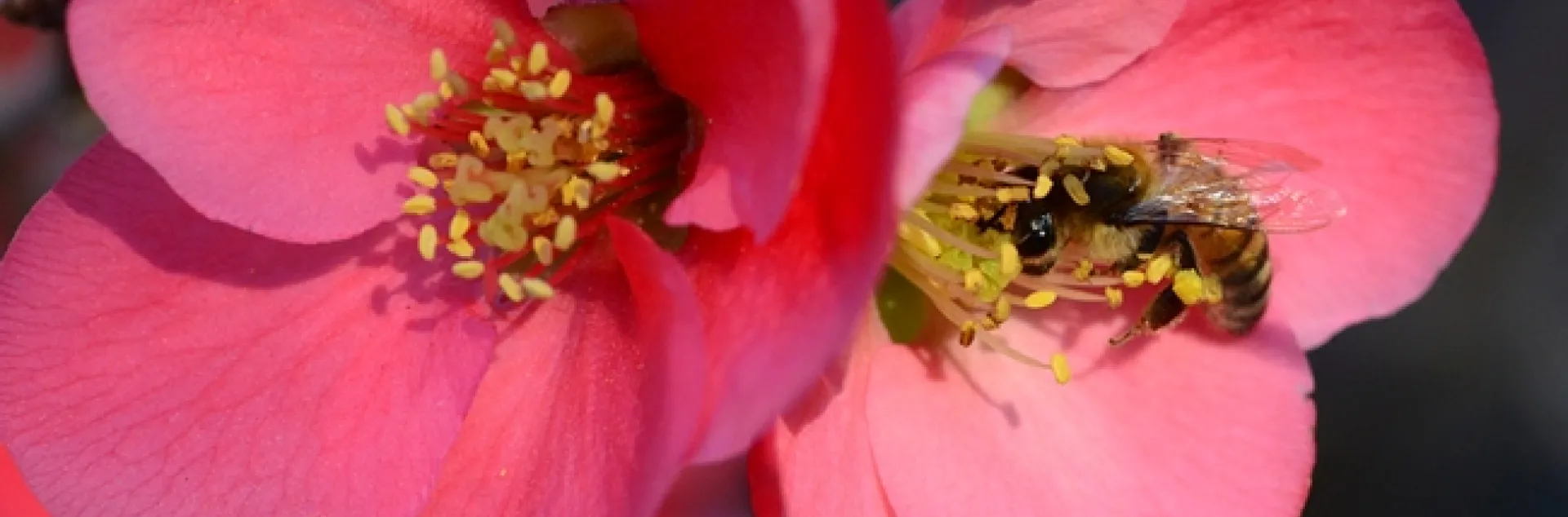 'Quincing' Our Thirst | UC Agriculture and Natural Resources