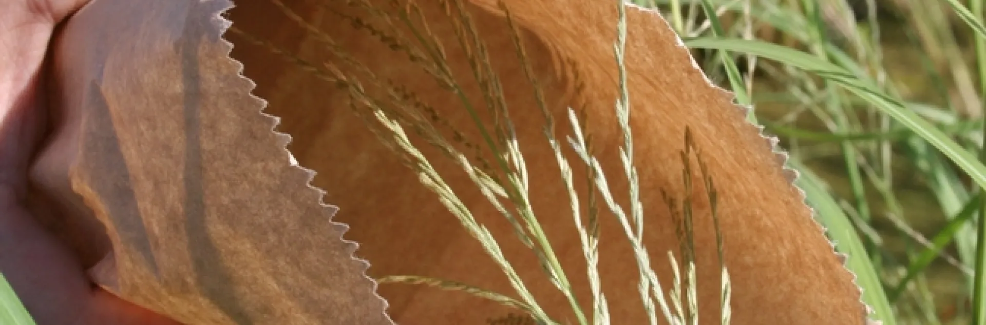 How to collect sprangletop and smallflower umbrella sedge seeds for ...