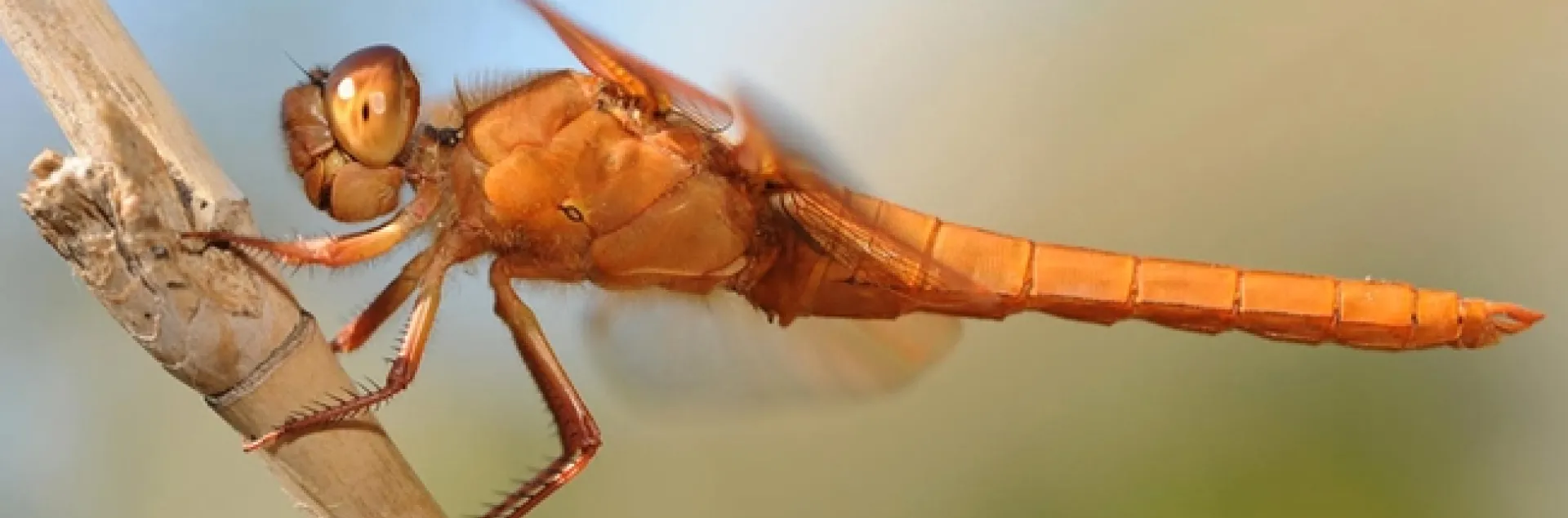 Just Buggin' Ya | Bug Squad