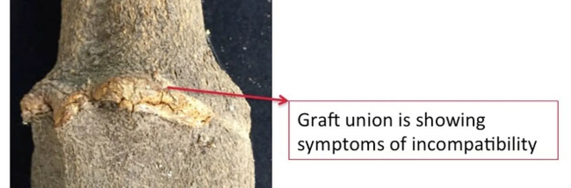 Citrus Dry Root Rot | UC Agriculture and Natural Resources