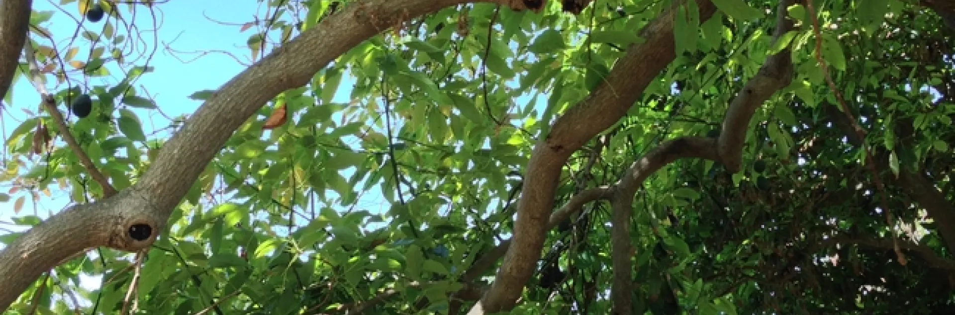 Avocado Dieback | UC Agriculture and Natural Resources