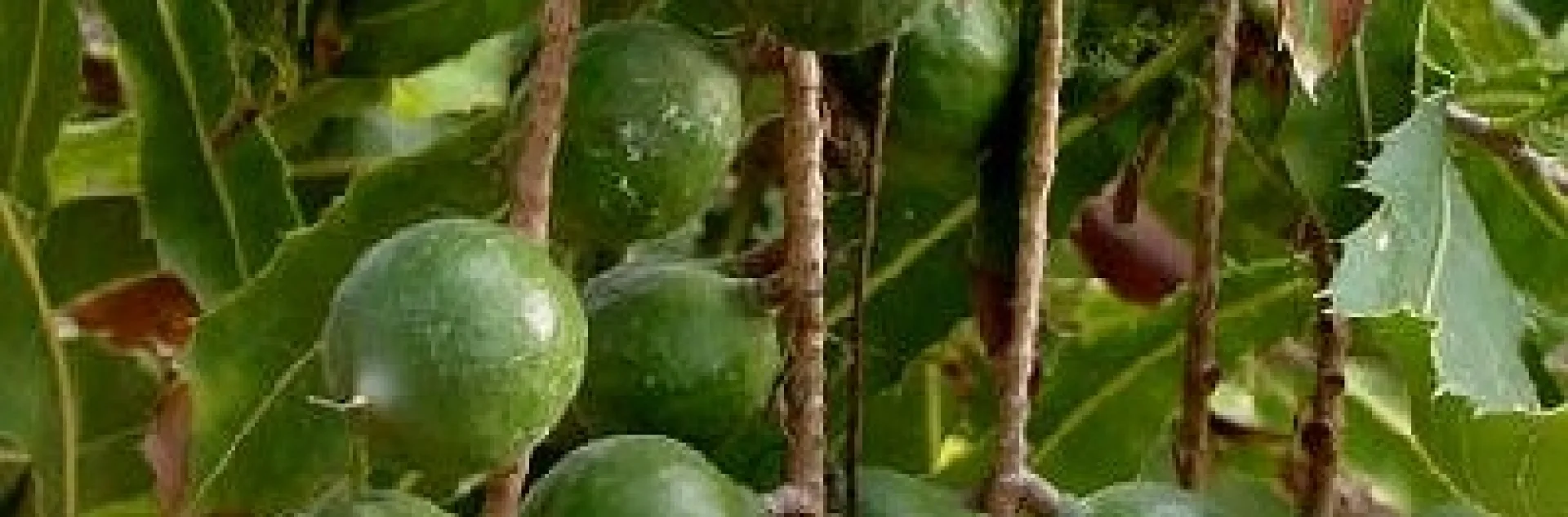 Macadamia Annual Field Day | UC Agriculture and Natural Resources