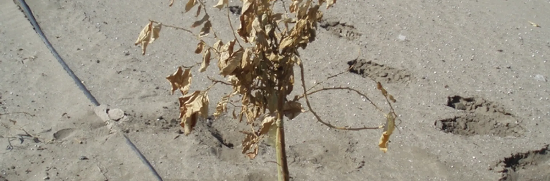 Frost in the Forecast? | UC Agriculture and Natural Resources