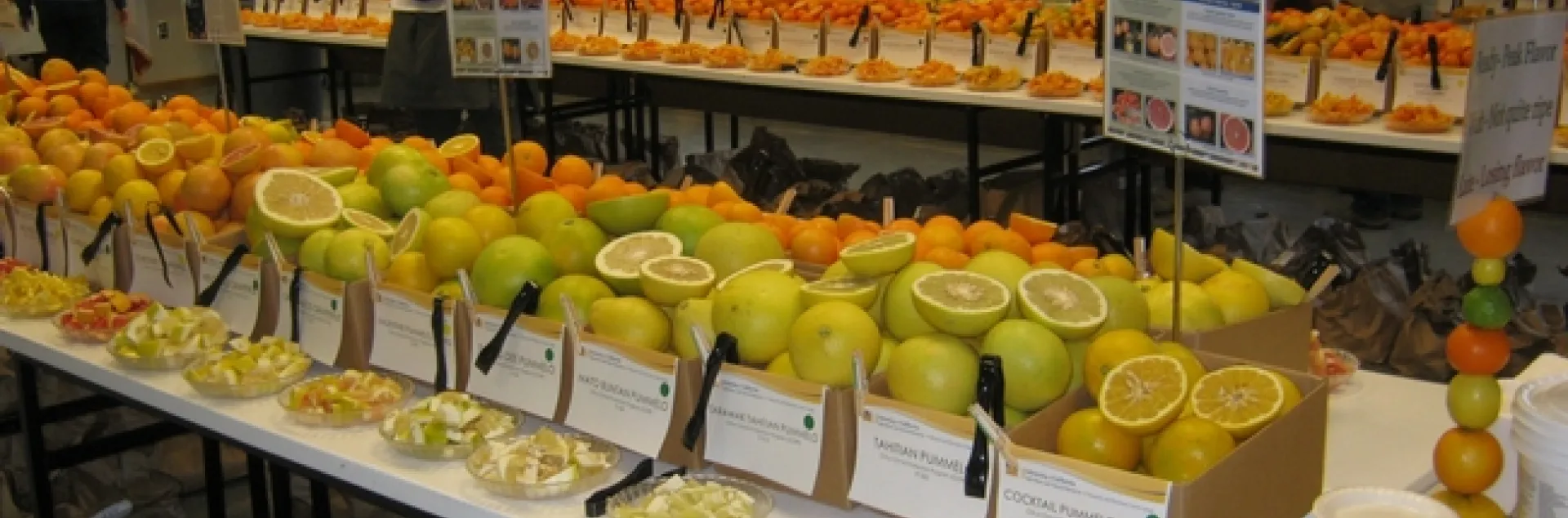 Citrus Pest Management Guidlines | UC Agriculture and Natural Resources