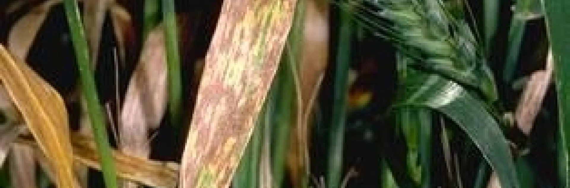 Septoria Leaf Blotch of Wheat | SJC and Delta Field Crops