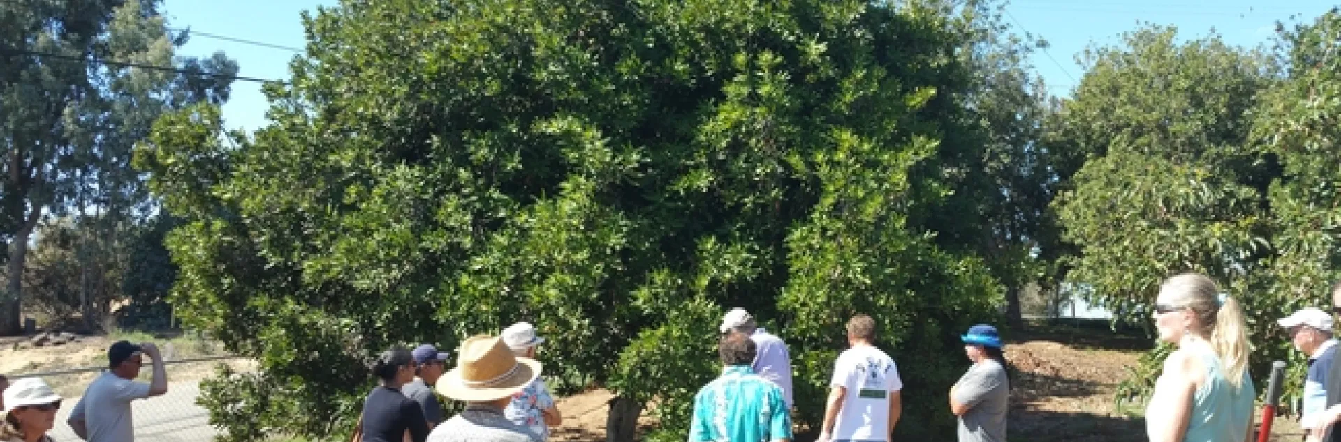 2016 MACADAMIA FIELD DAY | UC Agriculture and Natural Resources