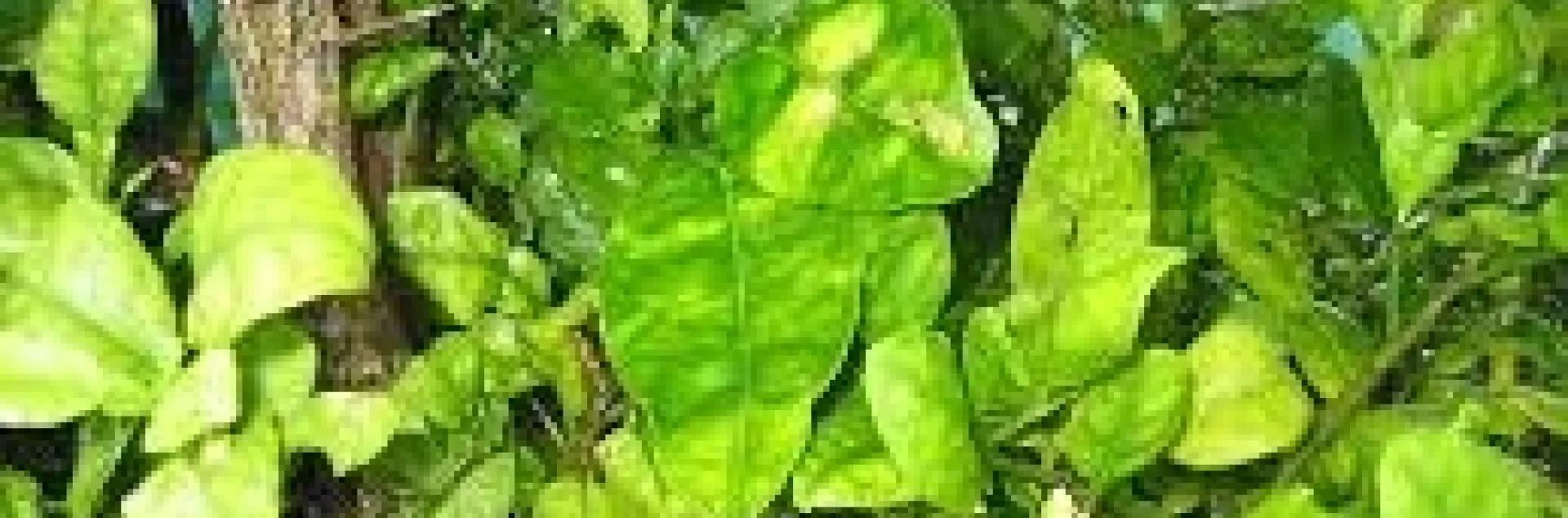 Some Genetic Resistance/Tolerance to HLB | UC Agriculture and Natural ...