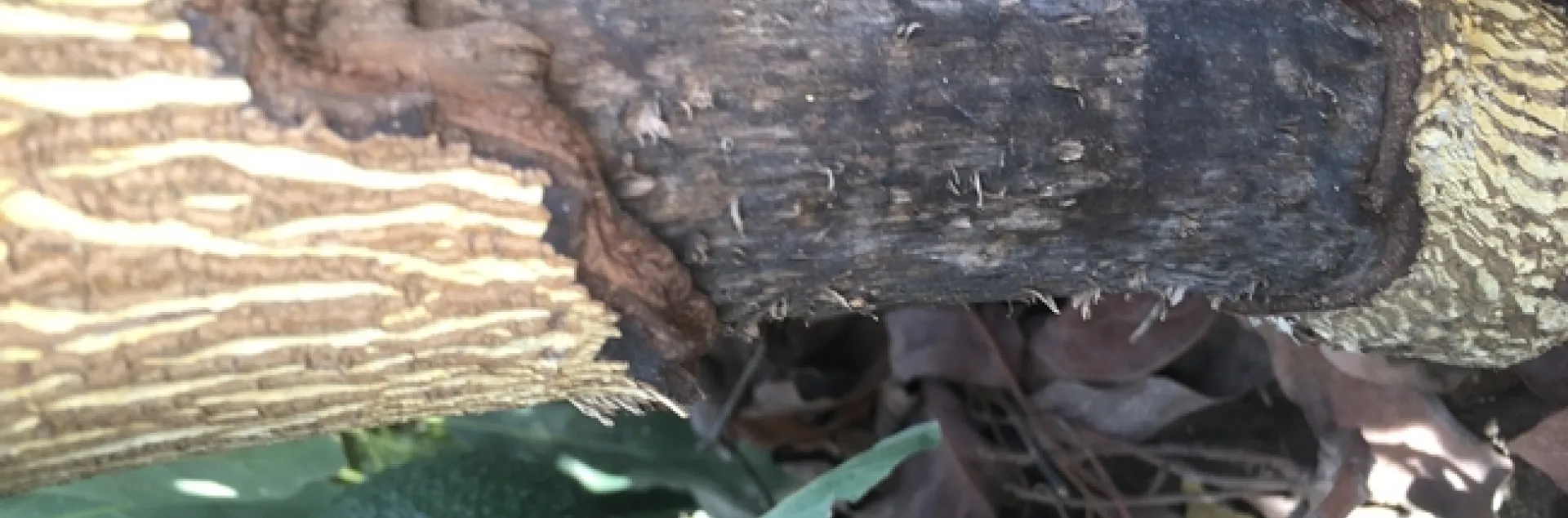 Watch Out for Those Rodents - They are After Your Trees | UC ...