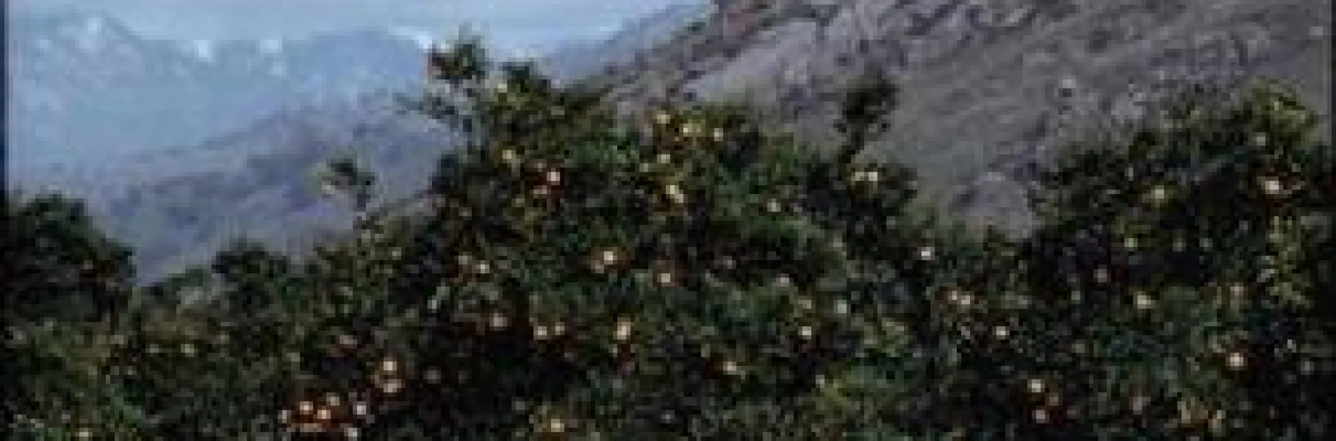 New Citrus Pest Management Guide | UC Agriculture and Natural Resources