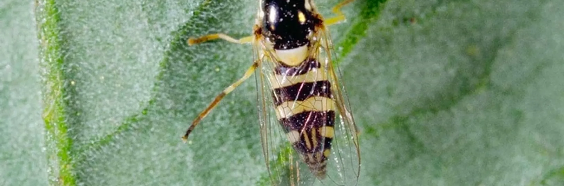 What is Pollinating that Plant? | UC Agriculture and Natural Resources