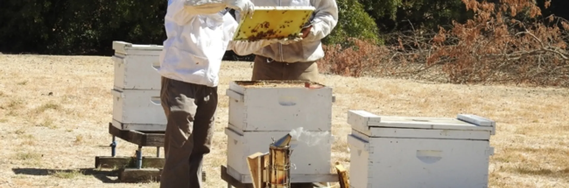 How to Become a California Master Beekeeper | UC Agriculture and Natural Resources