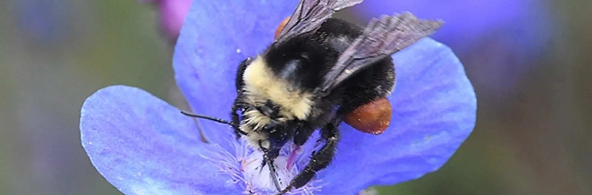 Why Timing Is Everything in Bumble Bee Colonies | UC Agriculture and Natural Resources