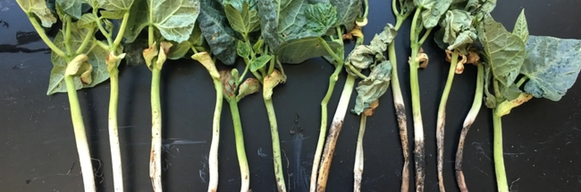 Lima Bean Root and Crown Rot | SJC and Delta Field Crops
