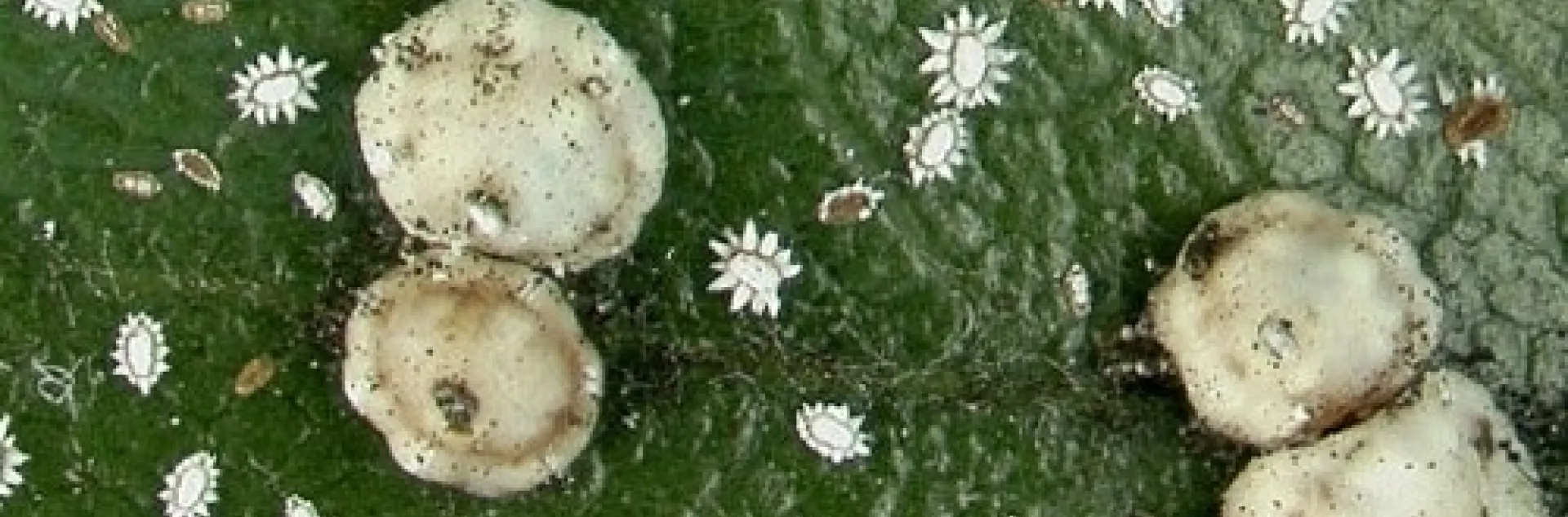 Wax Scale Again | UC Agriculture and Natural Resources