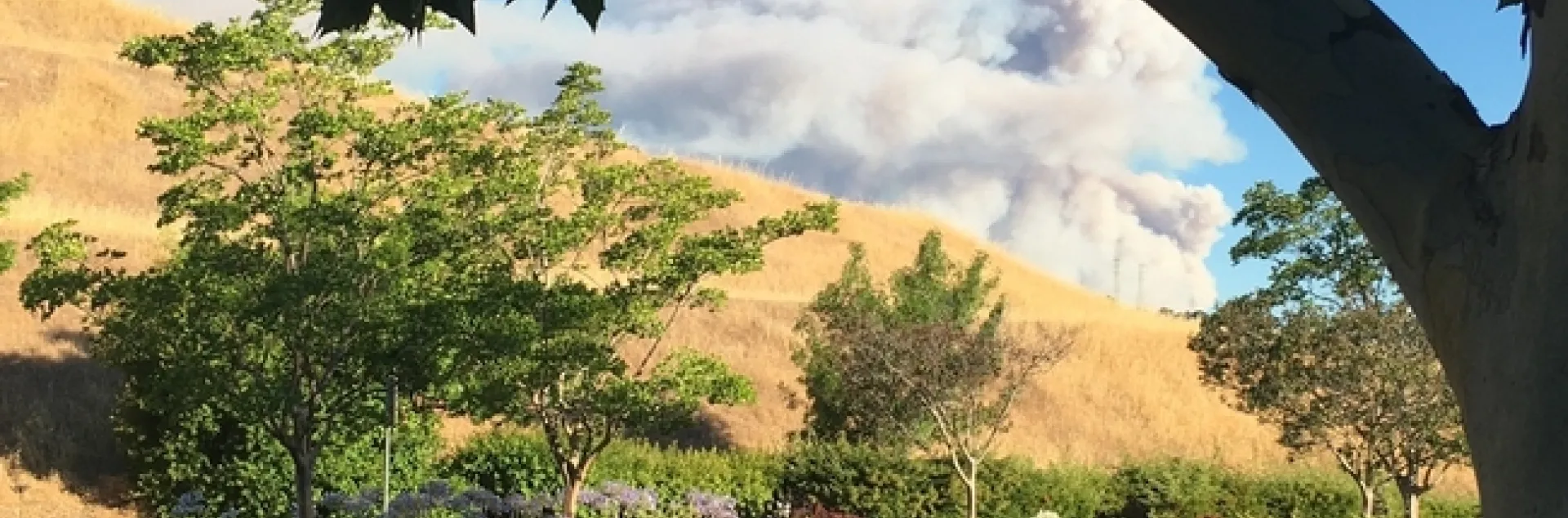 Fire-Resistant Landscaping | UC Agriculture and Natural Resources