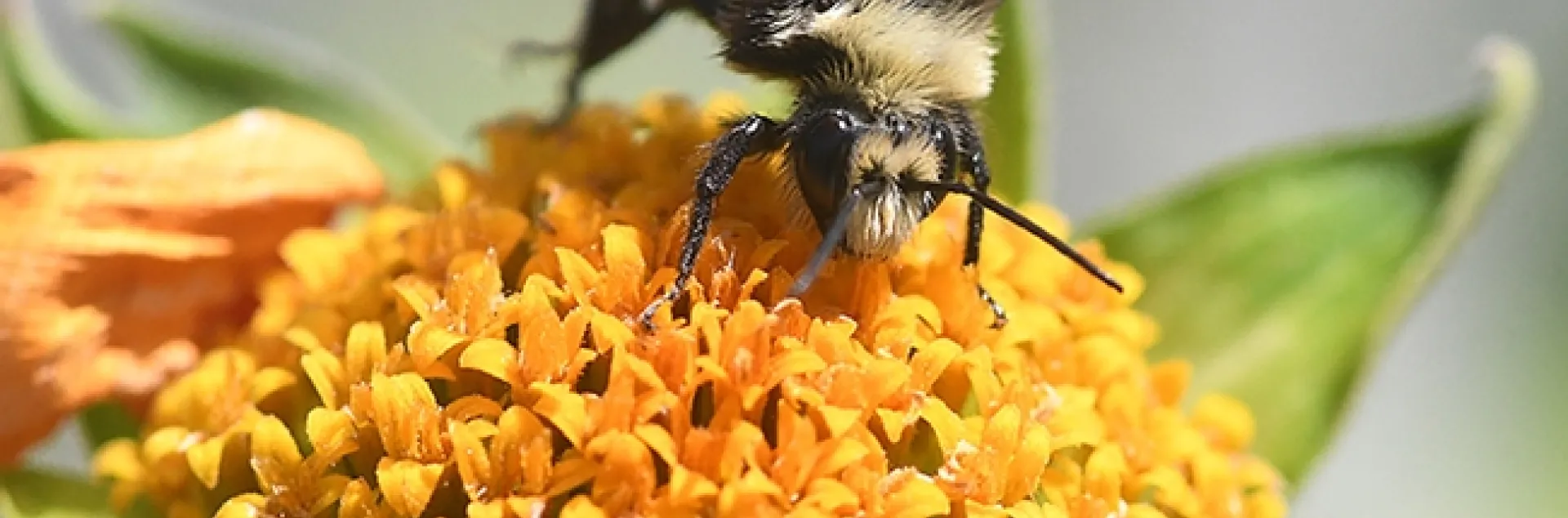 Up Close and Personal with a Yellow-Faced Bumble Bee | UC Agriculture ...