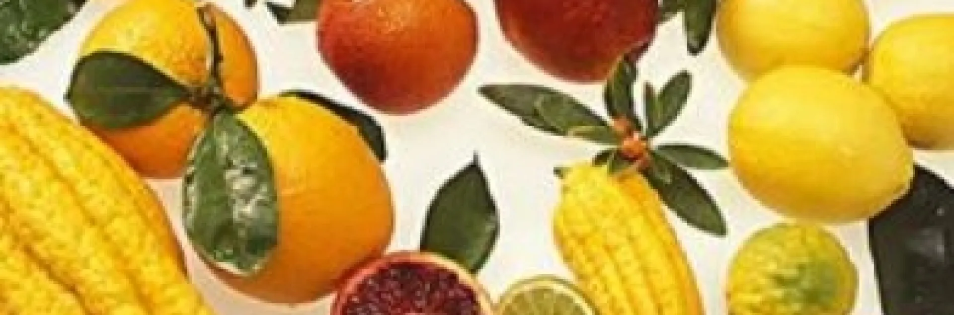 True Costs of Citrus Production | UC Agriculture and Natural Resources