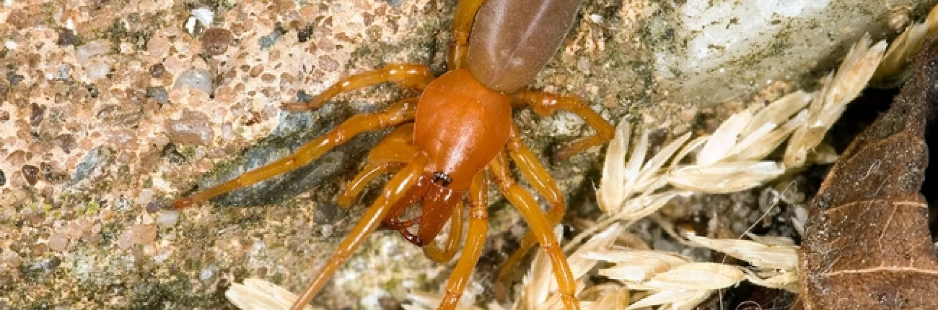 Don't Believe Everything You Read About Spiders--Or Anything Else for ...