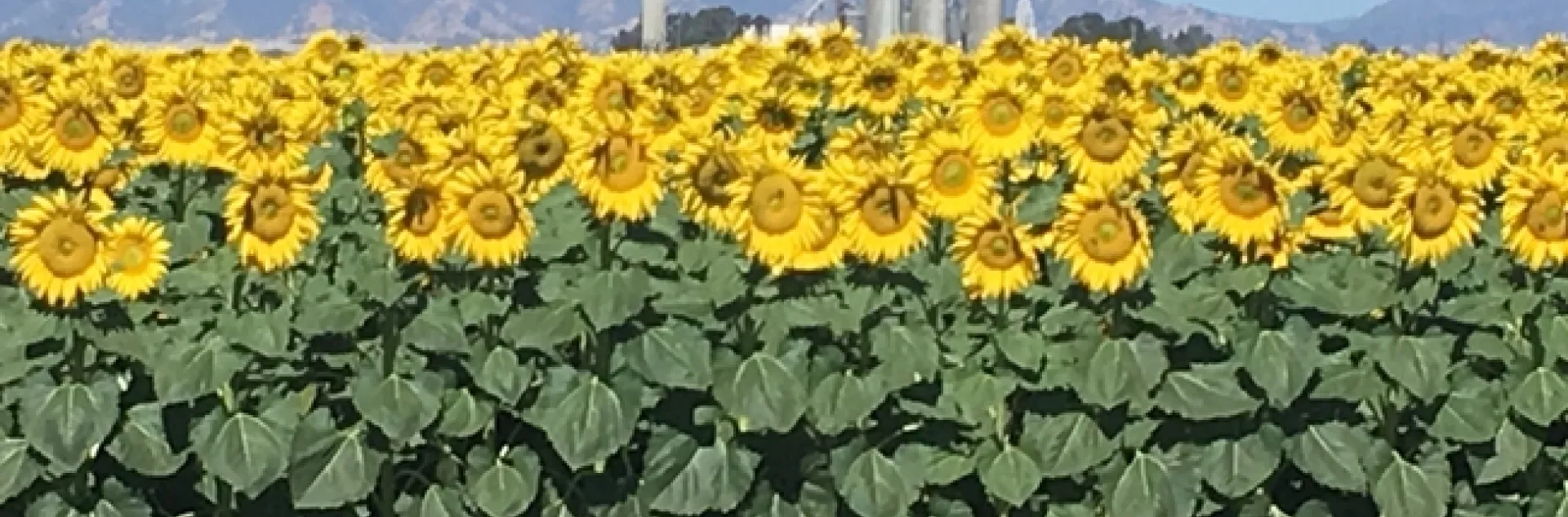 Sunflowers | UC Agriculture and Natural Resources