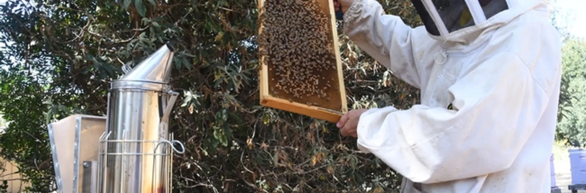 Behind the Bee Veil: Meet Wendy Mather of the California Master Beekeeper Program | UC ...