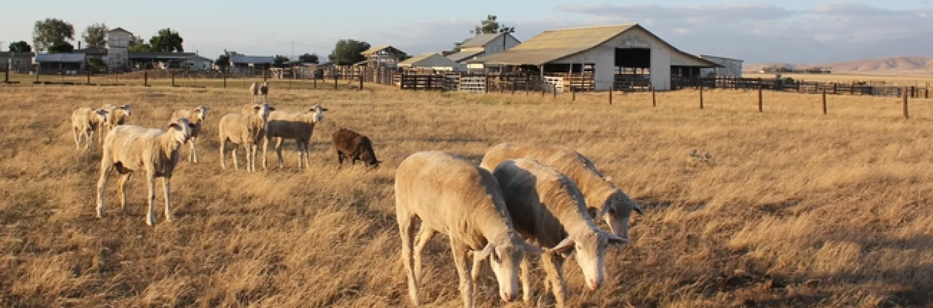 Sheep Production 101 Workshop at UC Davis, October 13 | UC Agriculture ...