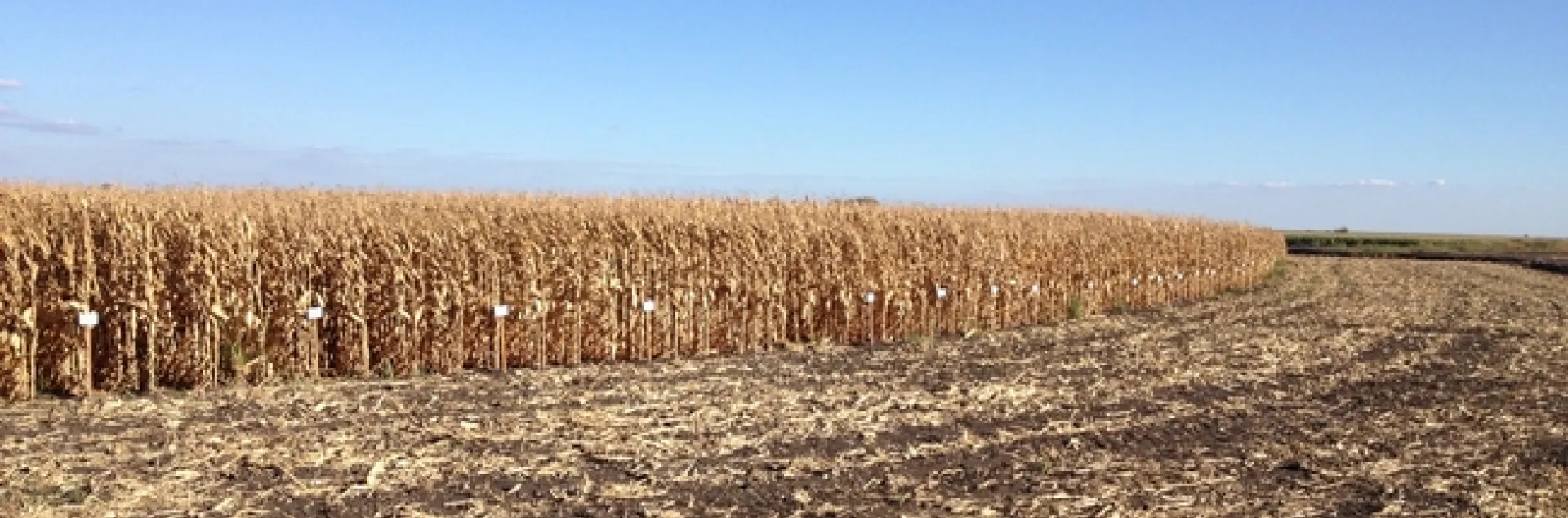 2018 Corn Field Meeting | UC Agriculture and Natural Resources