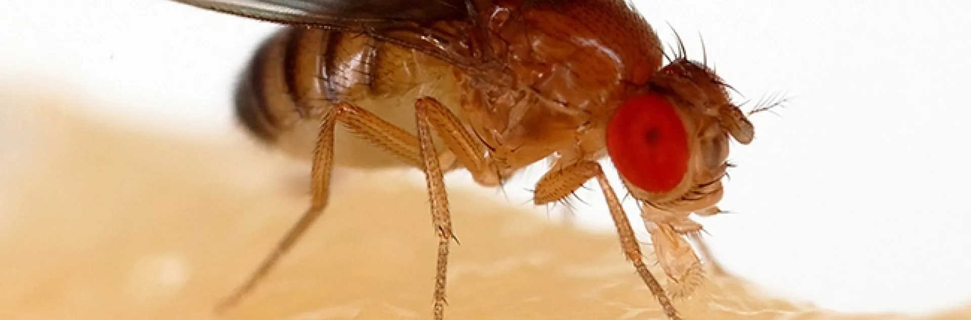 What This Scientist Discovered in an Insect and Why It Matters | UC ...