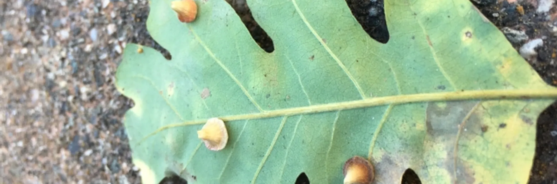Oak Tree Critters (i.e., Galls) | UC Agriculture and Natural Resources