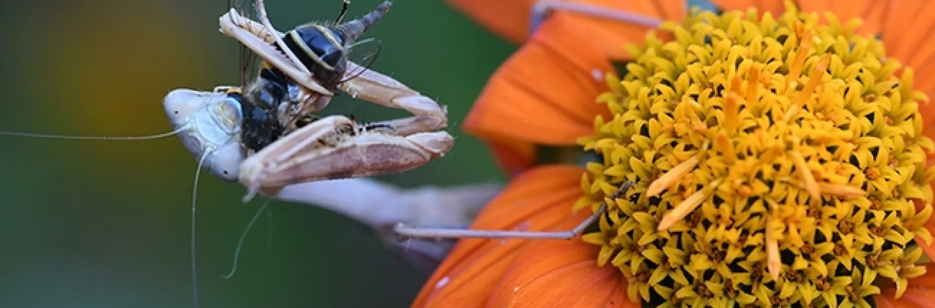 Urban Entomology Sets Theme for Bohart Museum Open House | UC ...
