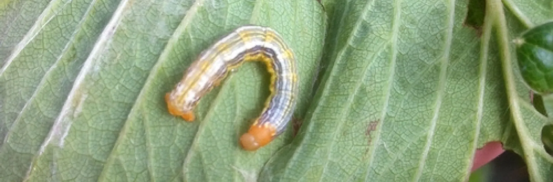 Revised UC IPM Guidelines for Strawberry Now Available | UC Agriculture ...