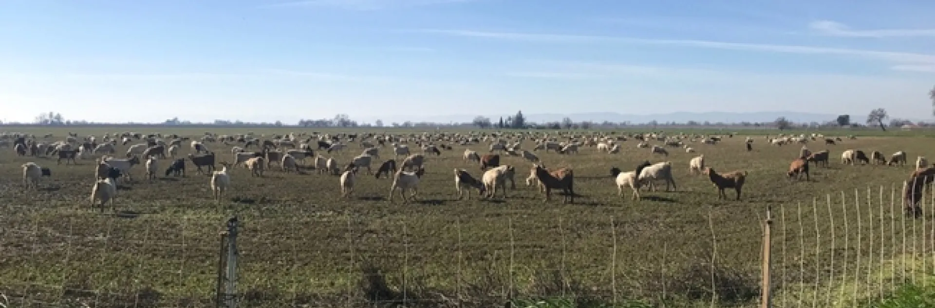 'Goating Off' - Grazing with Goats During Winter Months an Effective ...