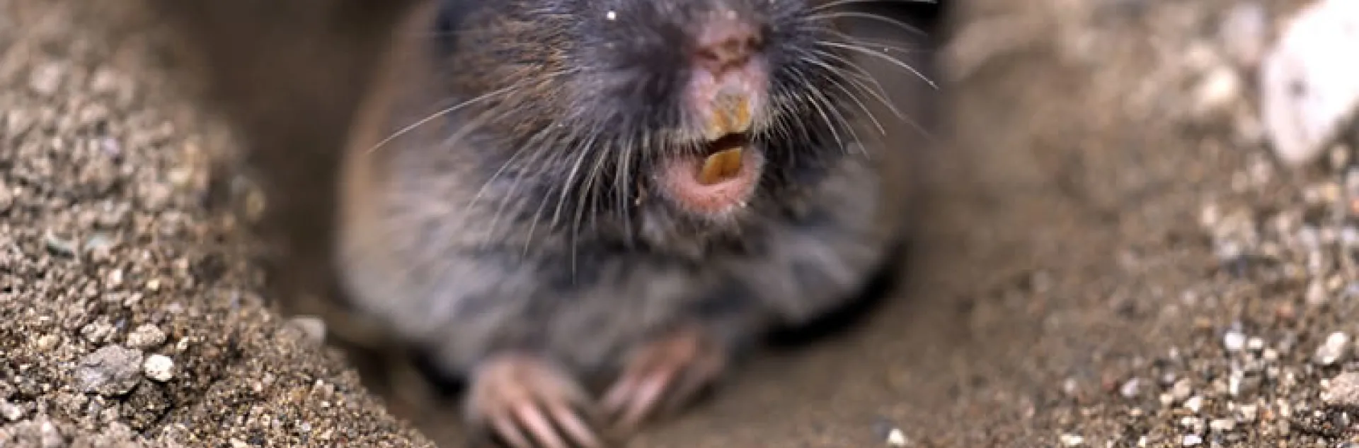 Vertebrate Pests | UC Agriculture and Natural Resources