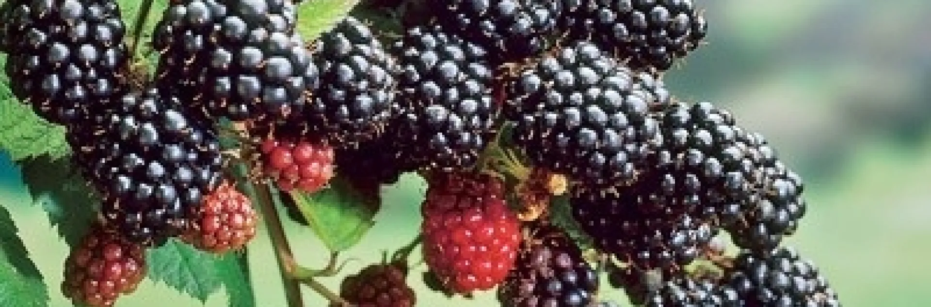 Cost and Return Study for Central Coast Primocane Bearing Blackberries ...