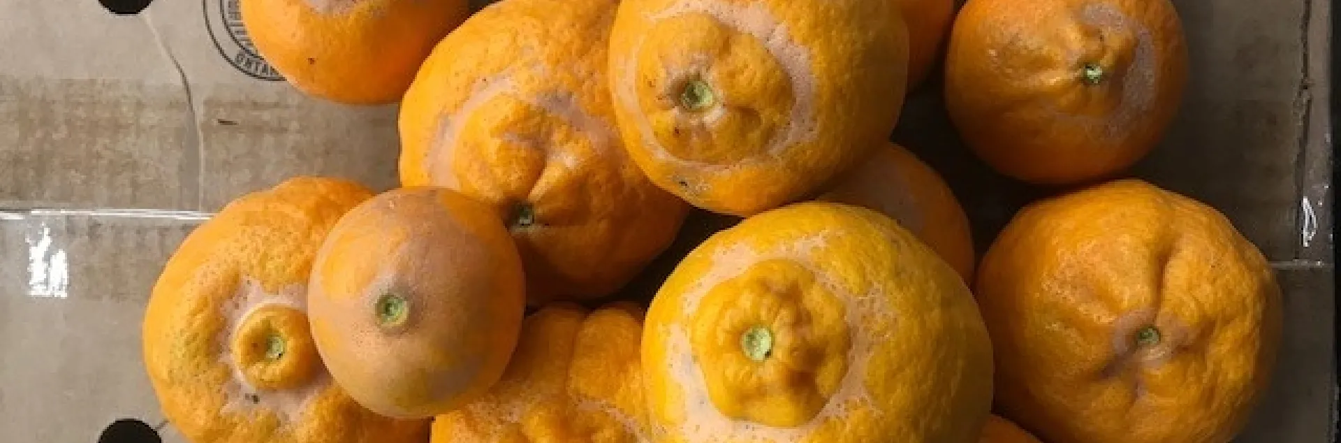 Citrus Thrips Damage Increase? | UC Agriculture and Natural Resources